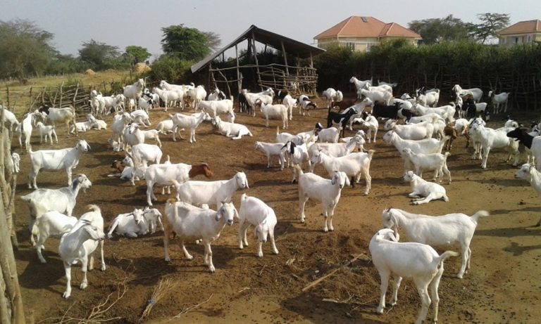 Goats project – Ministry of Agriculture, Animal Industry and Fisheries
