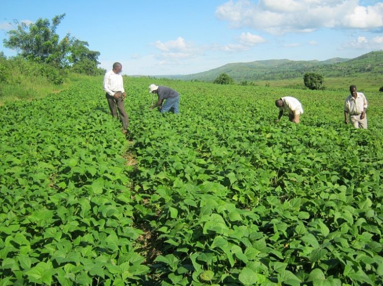 Directorate of Crop Resources – Ministry of Agriculture, Animal ...