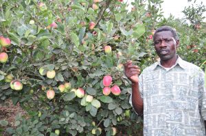 MAAIF Agricultural Extension Services – Ministry of Agriculture, Animal ...