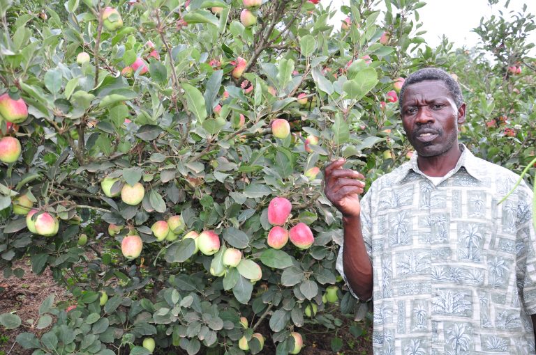 MAAIF Agricultural Extension Services – Ministry of Agriculture, Animal ...