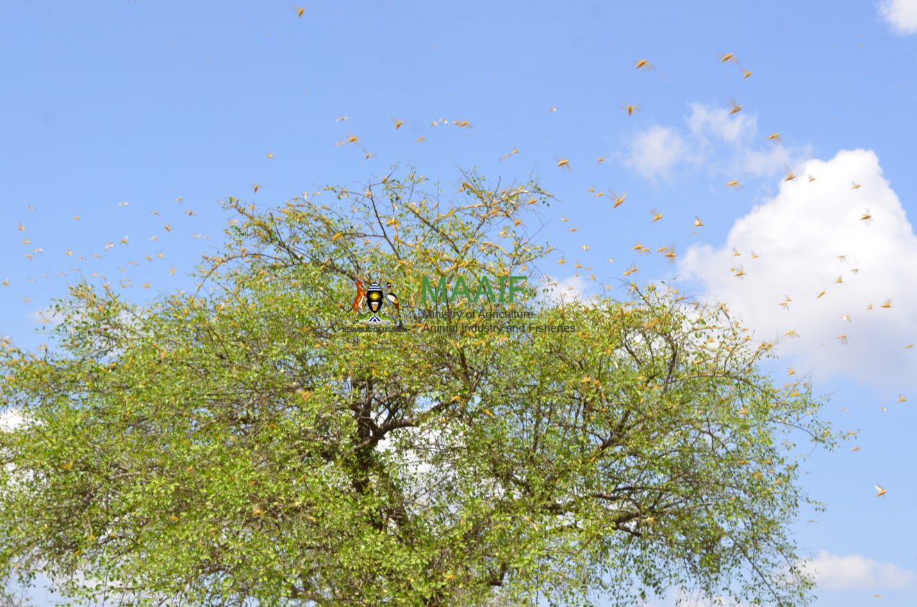 Uganda invaded by new Swarms of Desert Locusts – Ministry of ...