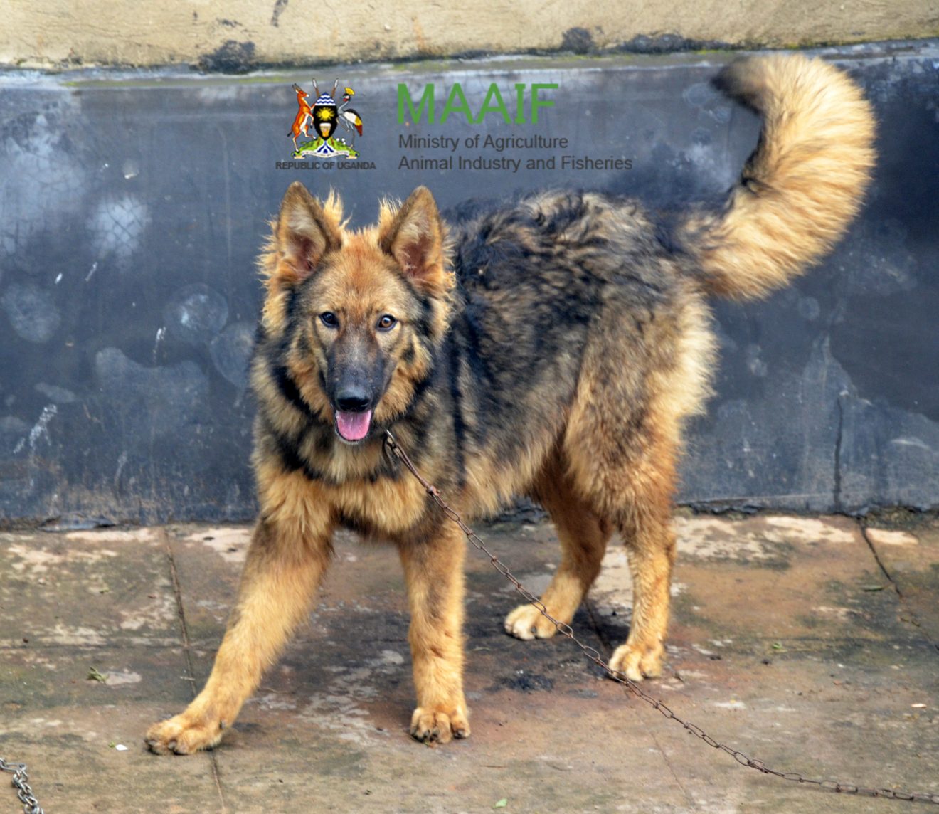 Dogs and Cats – Ministry of Agriculture, Animal Industry and Fisheries