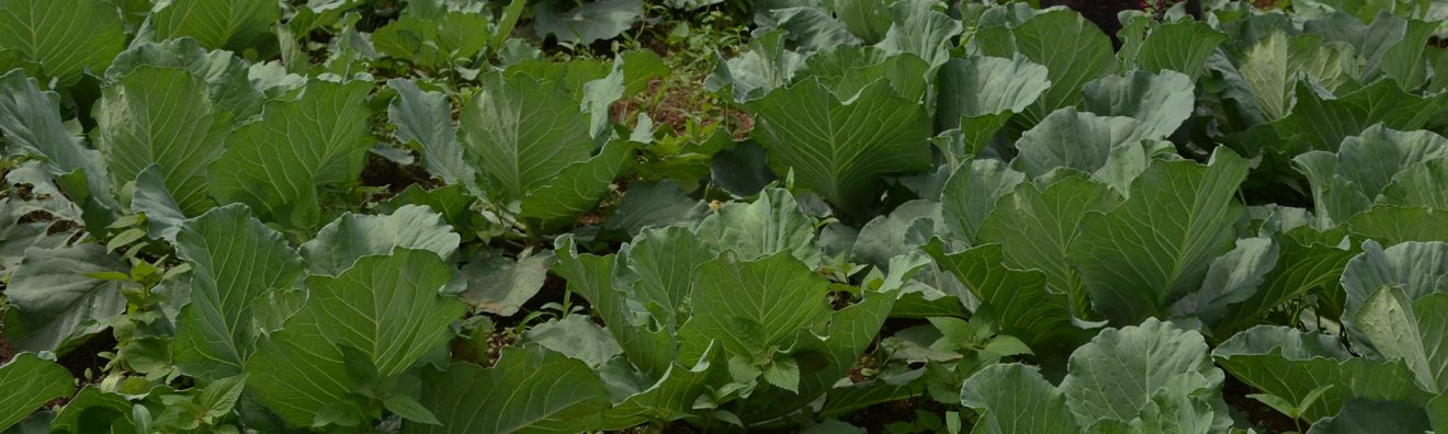 MAAIF develops electronic system to monitor agrochemicals – Ministry of ...